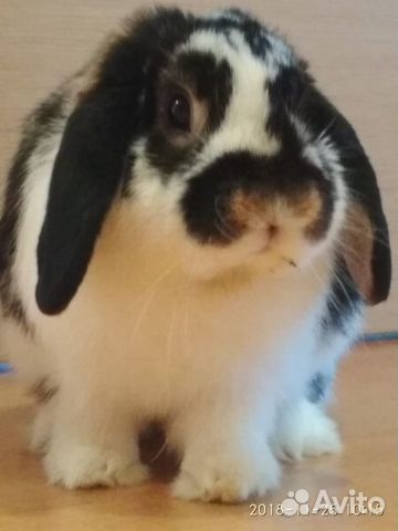 Кролик домашний "вислоухий баран"