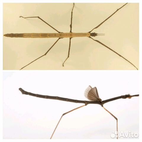 Палочники, тараканы, ахатины