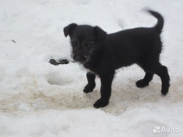 Красивые щенки