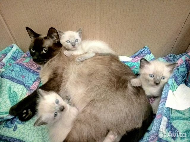 Котята тайской породы. Окрас: сил поинт