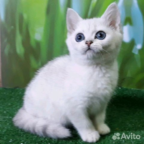 Британский голубоглазый котик