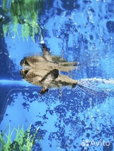 Аквариумая рыба - рыба бабочка- пантодон