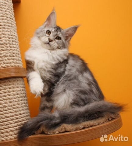 Кошечка черный серебряный мрамор с белым Просковья