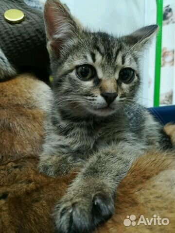 Котёнок в добрые руки