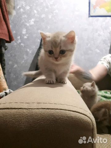 Британский котенок