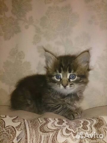 Котята от домашней кошки тигровые 1 мес