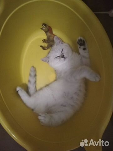 Самый чудесный котенок