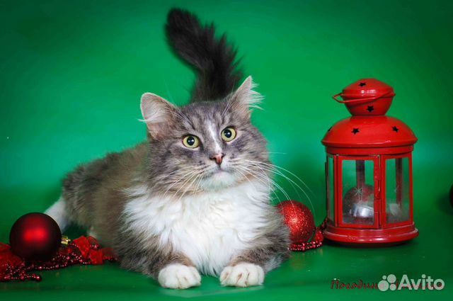 Котик Вася ищет заботливых хозяев