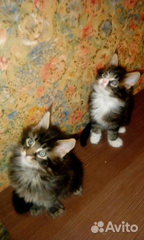 Продам котят