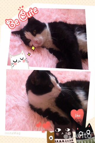 Котик ищет дом