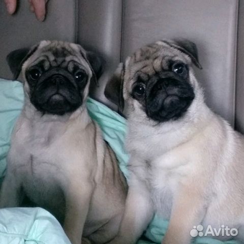 Щеночки мопса