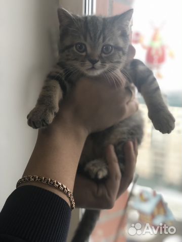Шотландские котята