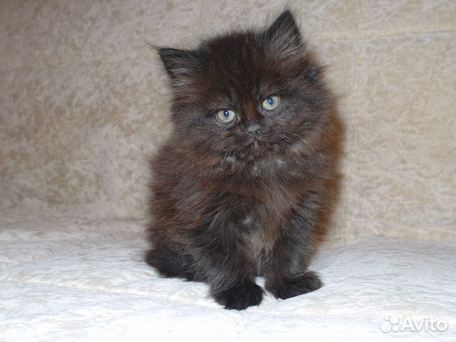 Черные коты приносят счастье