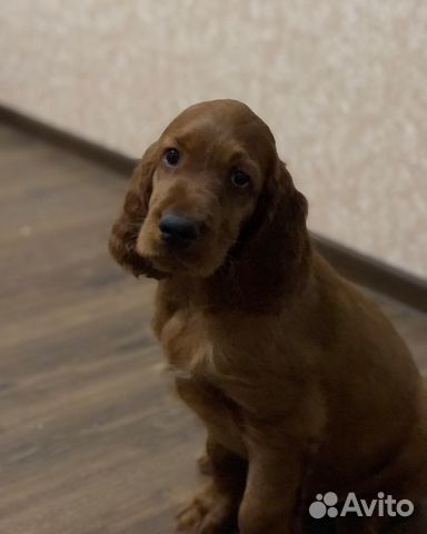 Щенок мальчик Ирландского красного сеттера, перспе