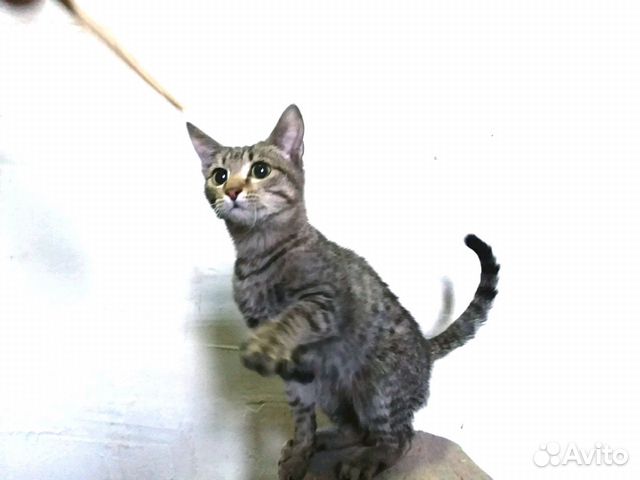 Ориентальный котенок мальчик