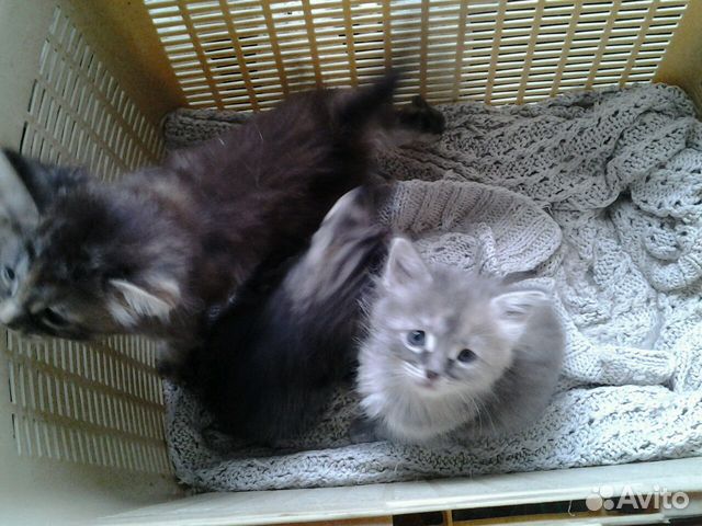 Котята мейнкуны метисы
