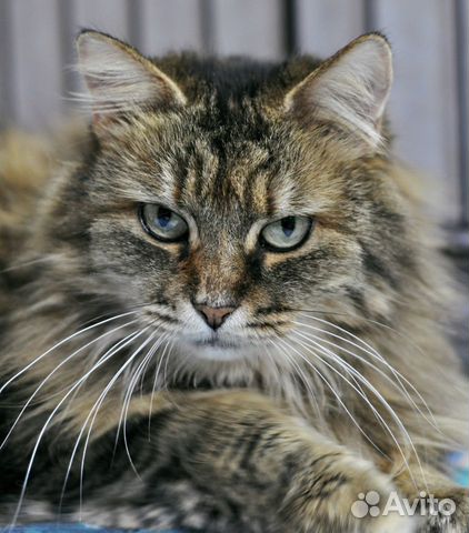 Сибирячка Мэри