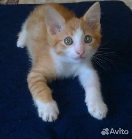 Котенок усатый-полосатый