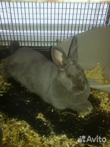 Отдам крольчиху