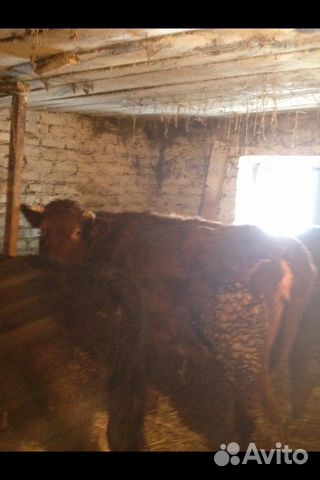 Корова стельная и стадо овец