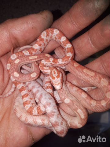 Полозы маисовые малыши