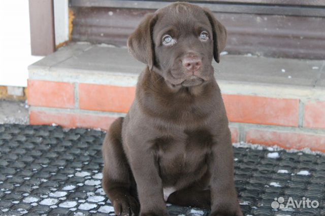 Шоколадные щенки