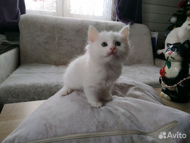 Курильский бобтейл