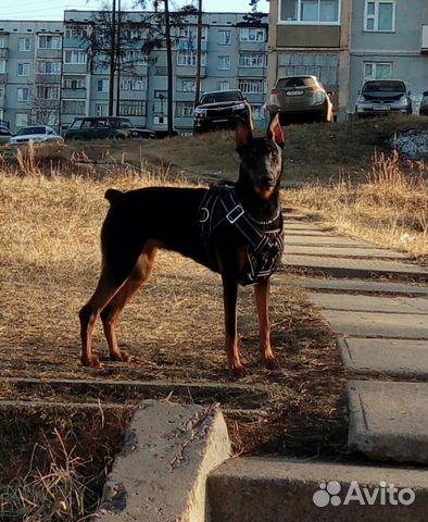 Вязка. Ищем кобеля
