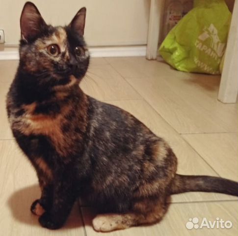 Красивая кошечка