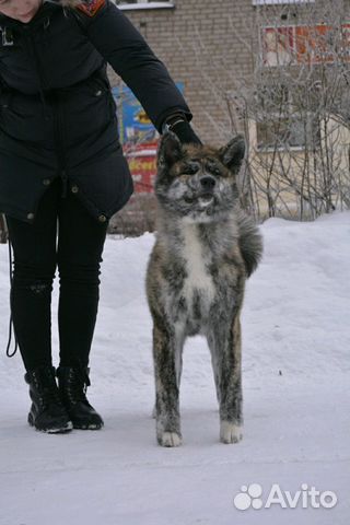 Акита ину. Тигровая красавица