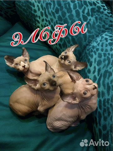 Канадский сфинкс, Эльфы