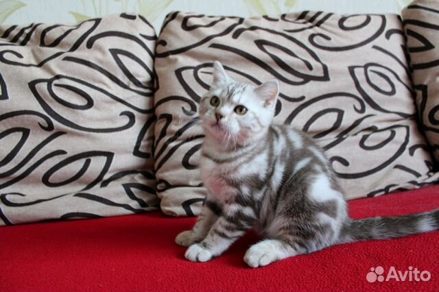 Британский котенок с документами