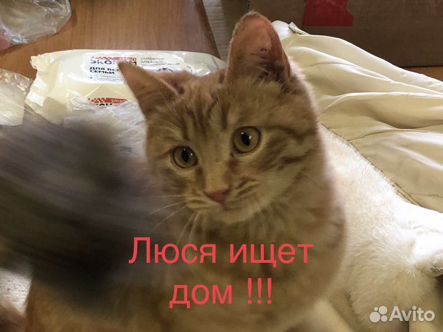 Котёнок 5 мес