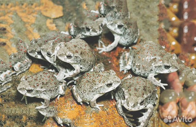 Колорадские жабы