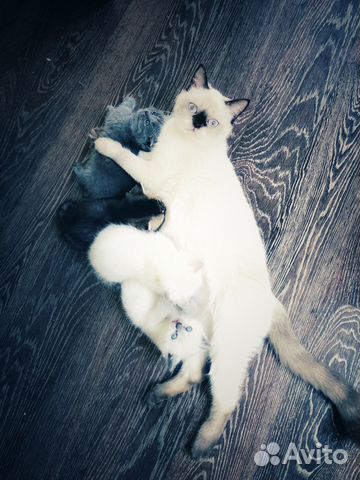 Шотландские котята