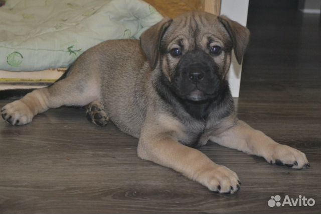 Ка де бо(алиментный щенок)