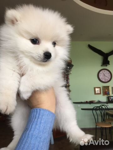 Шпиц мальчик 2 мес, белоснежного окраса