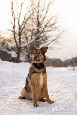 Щенулька Мэди ищет дом
