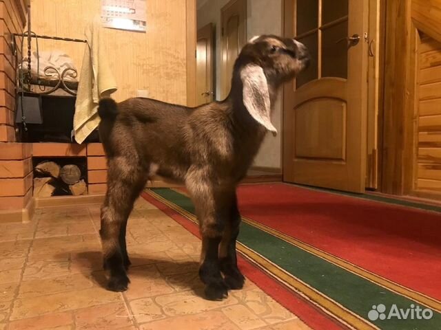Нубийский козлик