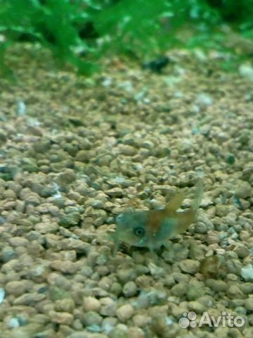 Коридорасы Венесуэла оранж, Джулии