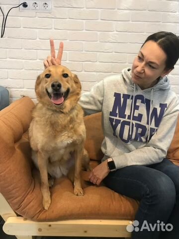 Рыжая лисичка в добрые руки