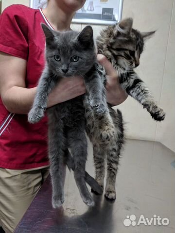 Прекрасные мальчики котята ищут дом