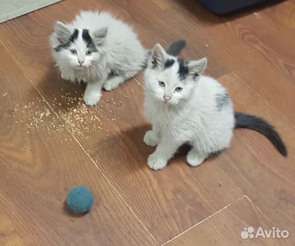 Отдам котяток в добрые руки (мальчик и девочка)