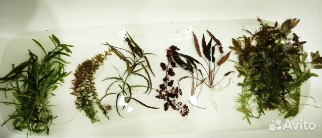 Продаю живые растения для аквариума набором