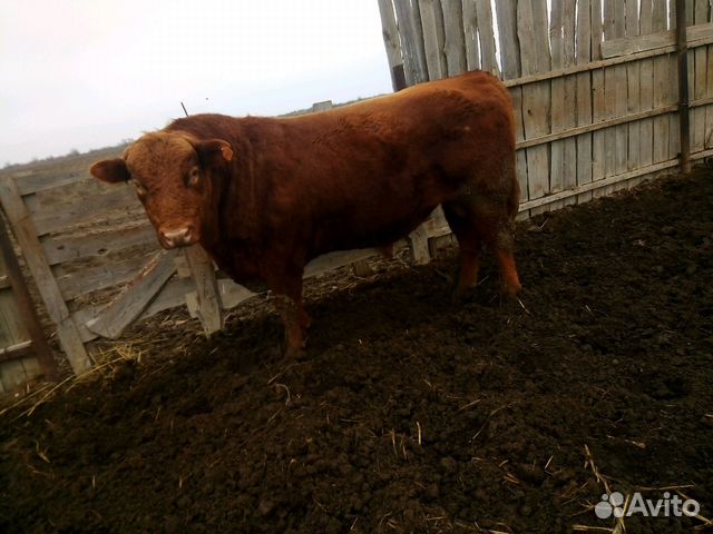 Бык на убой