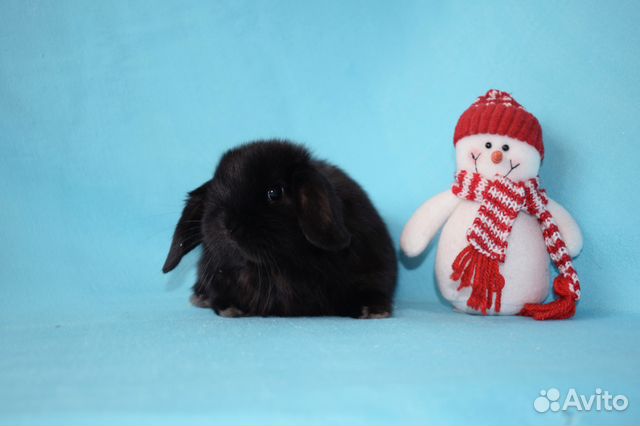 Карликовый кролик Mini-Lop. Коричневый мардер