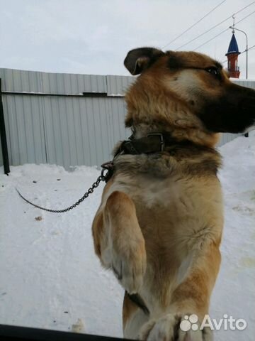 Овчарка-Дворняжка