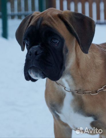 Щенок боксера, кобель