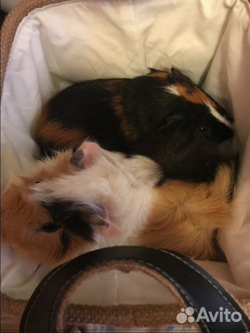 Морские свинки две