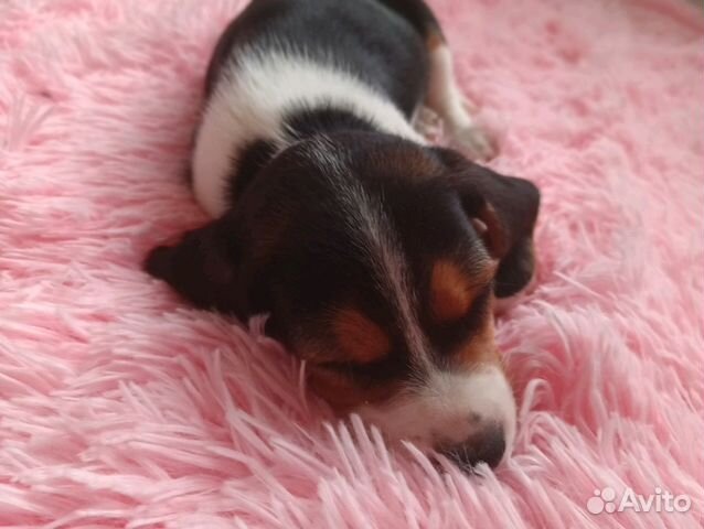 Бигль девочка. Плюшевый подарок на день Святого Ва